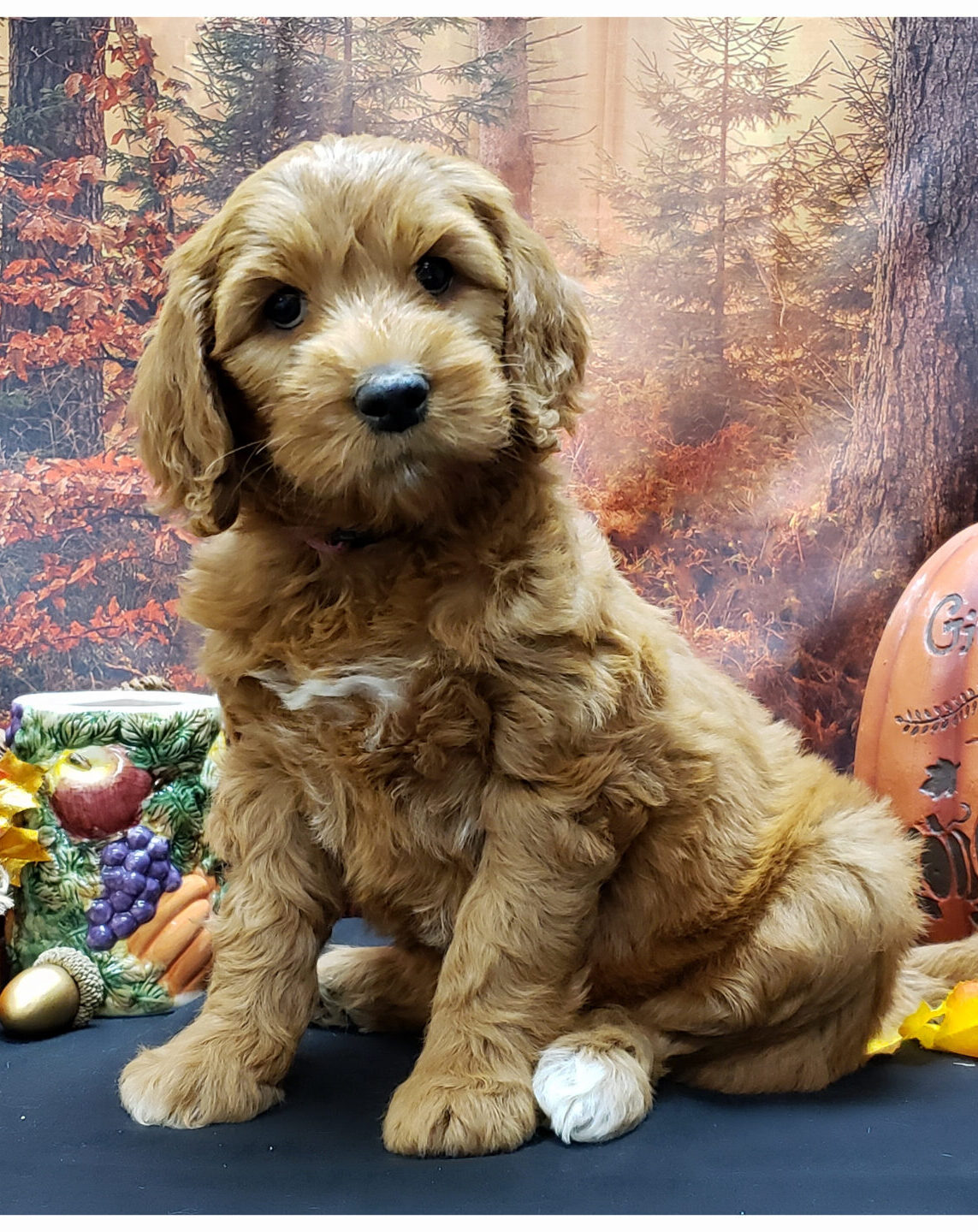 Meet the Parents - Cedar Lake Doodles