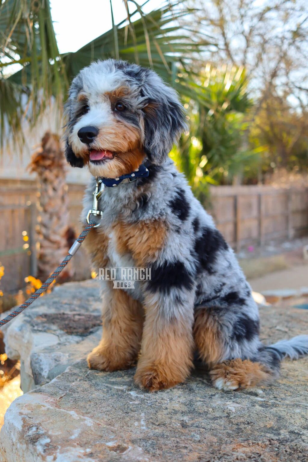 Meet the Parents - Cedar Lake Doodles