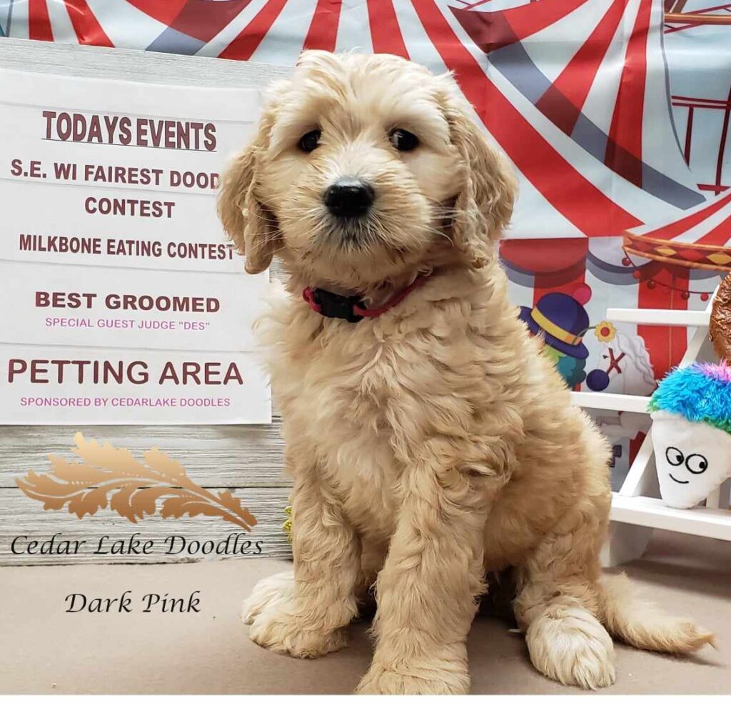 Meet the Parents - Cedar Lake Doodles