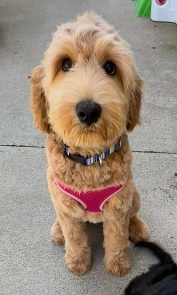 Meet the Parents - Cedar Lake Doodles