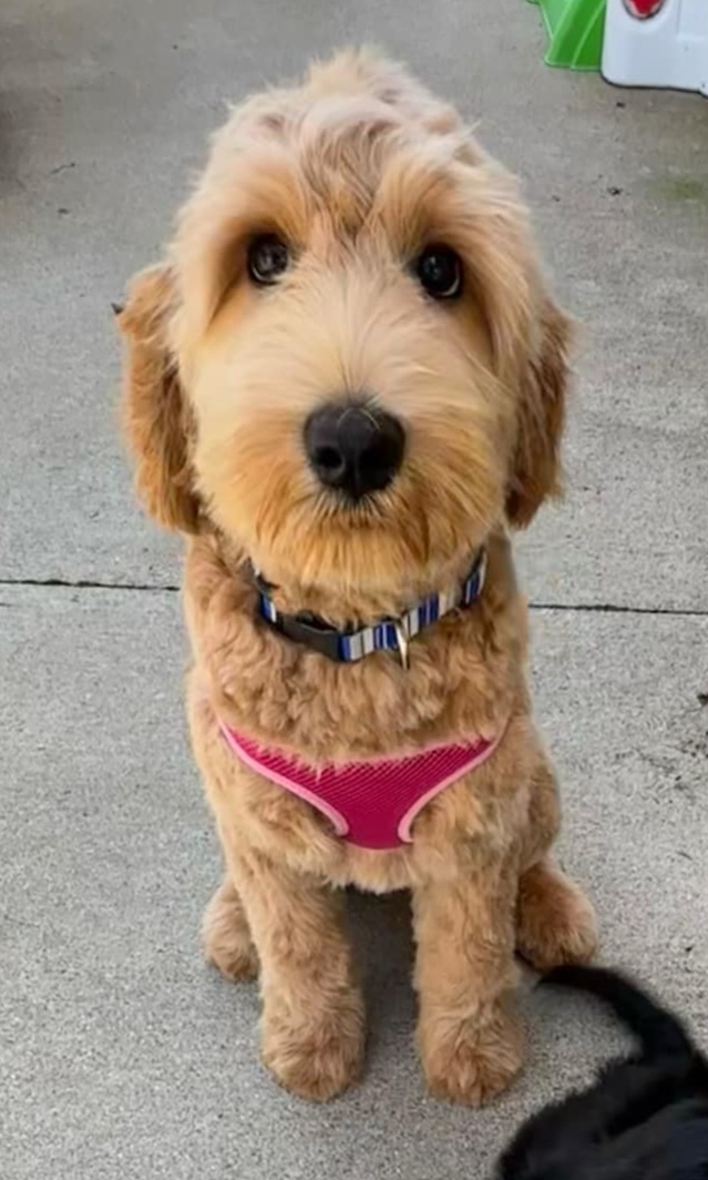 Meet the Parents - Cedar Lake Doodles