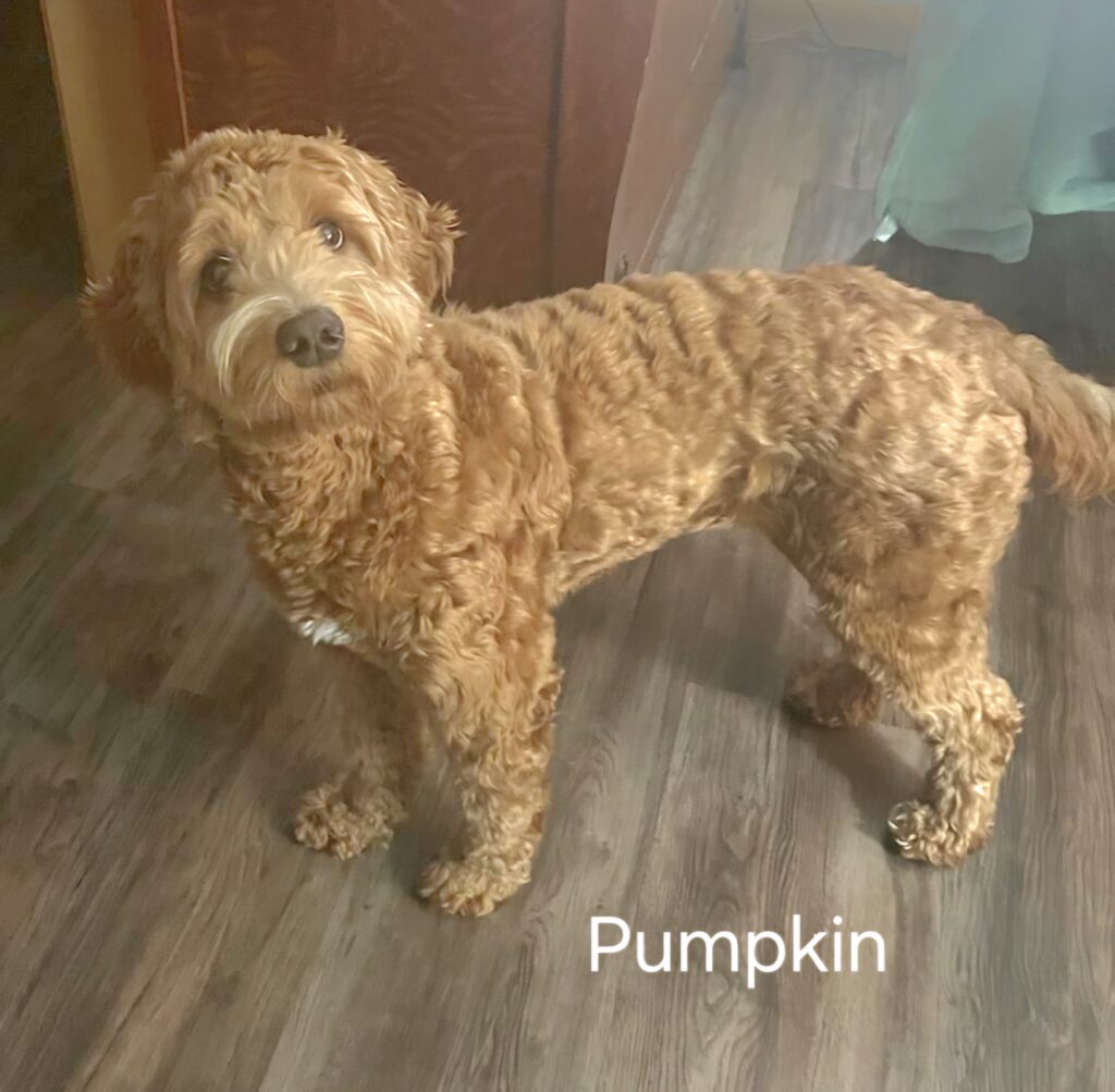 Meet the Parents - Cedar Lake Doodles