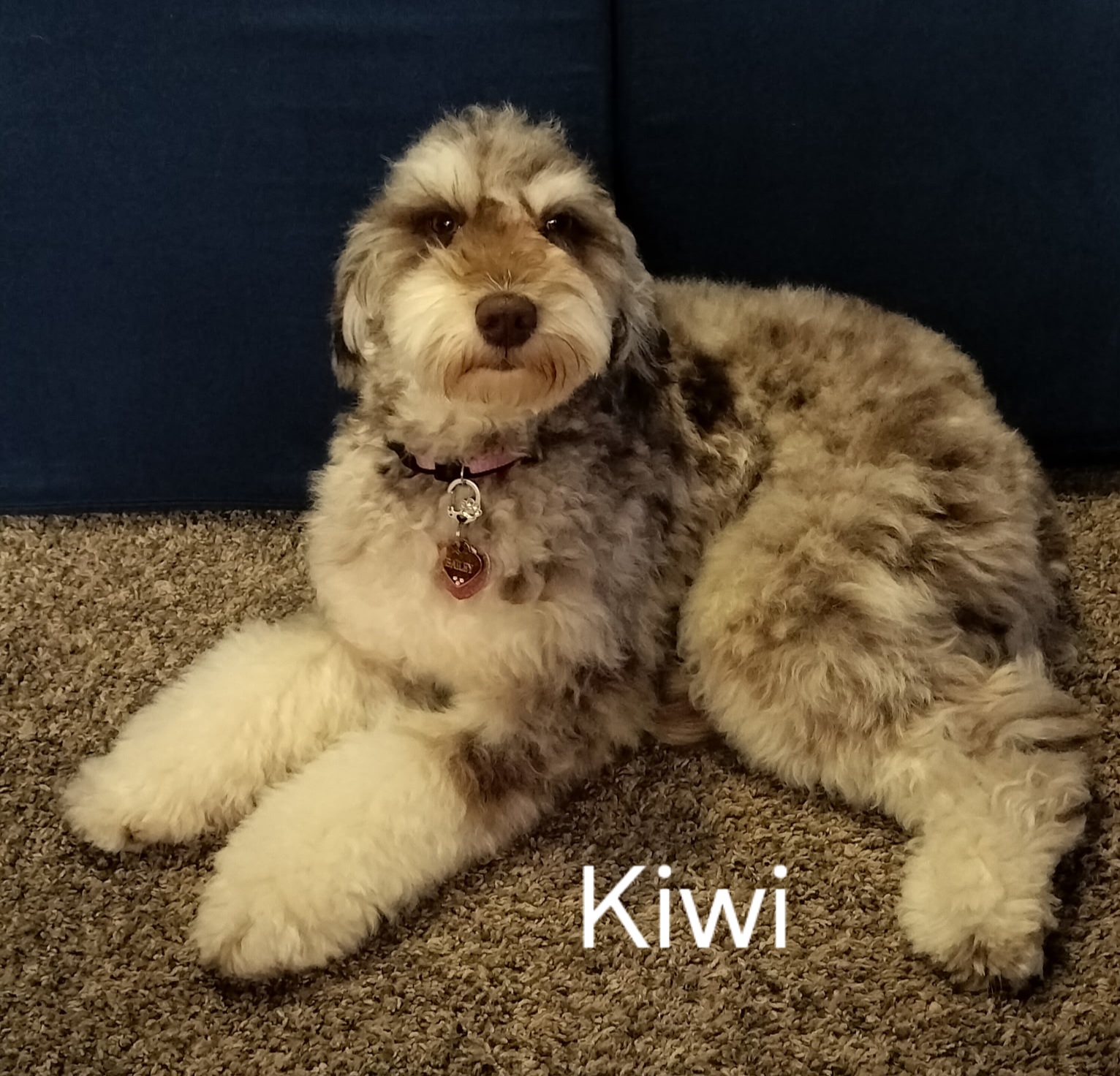 Meet the Parents - Cedar Lake Doodles