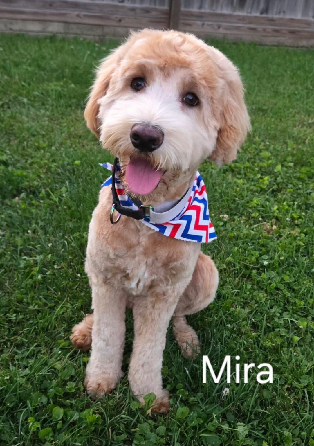 Meet the Parents - Cedar Lake Doodles